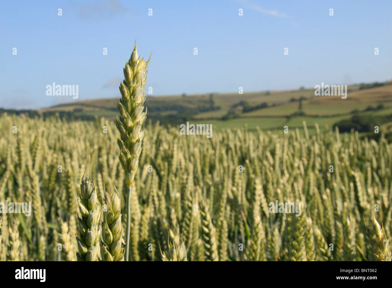 Single stalk of wheat hi-res stock photography and images - Alamy