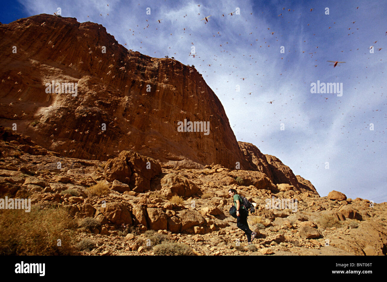 Large insect overhead hi-res stock photography and images - Alamy
