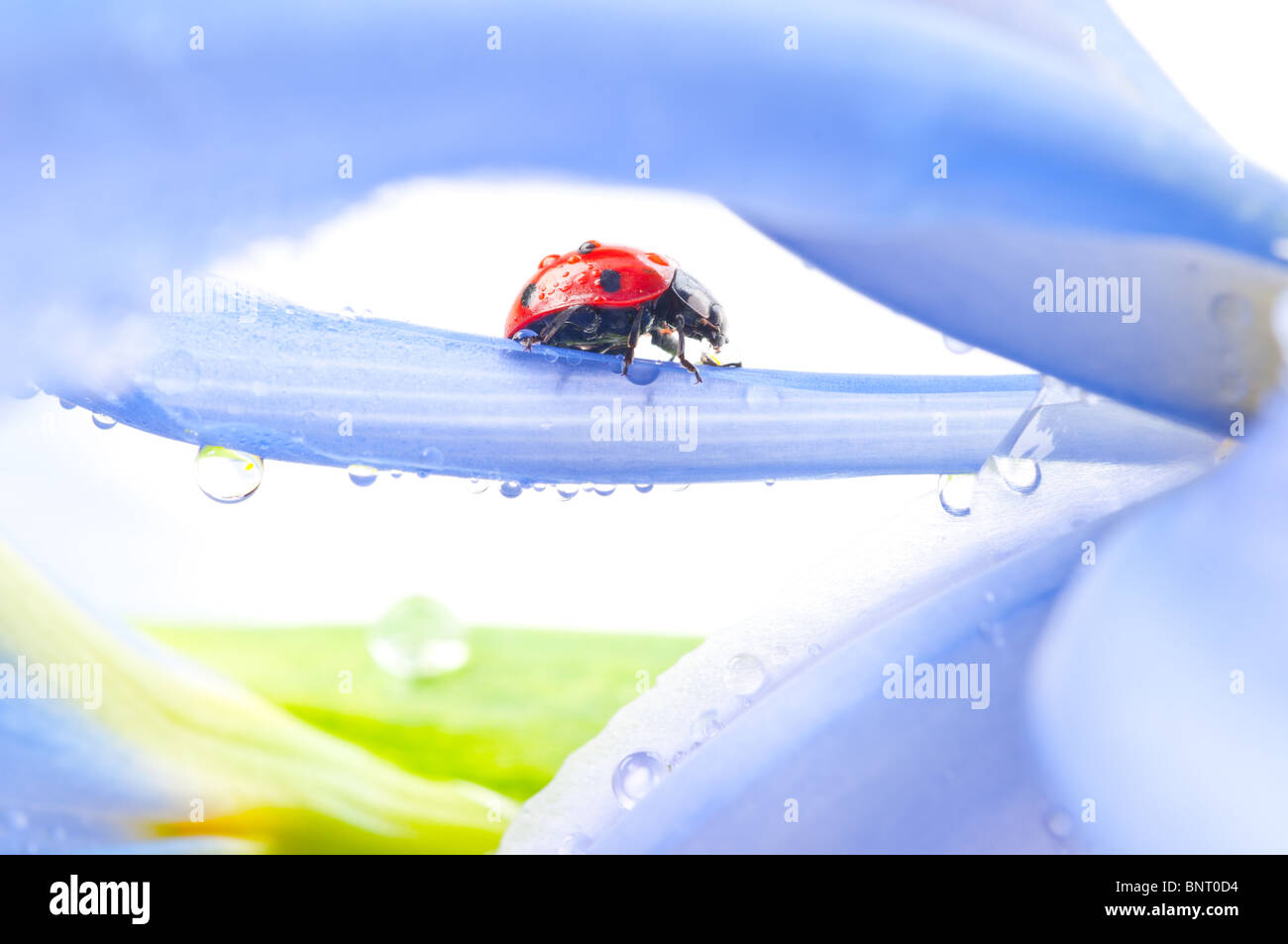 Ox bug hi-res stock photography and images - Alamy