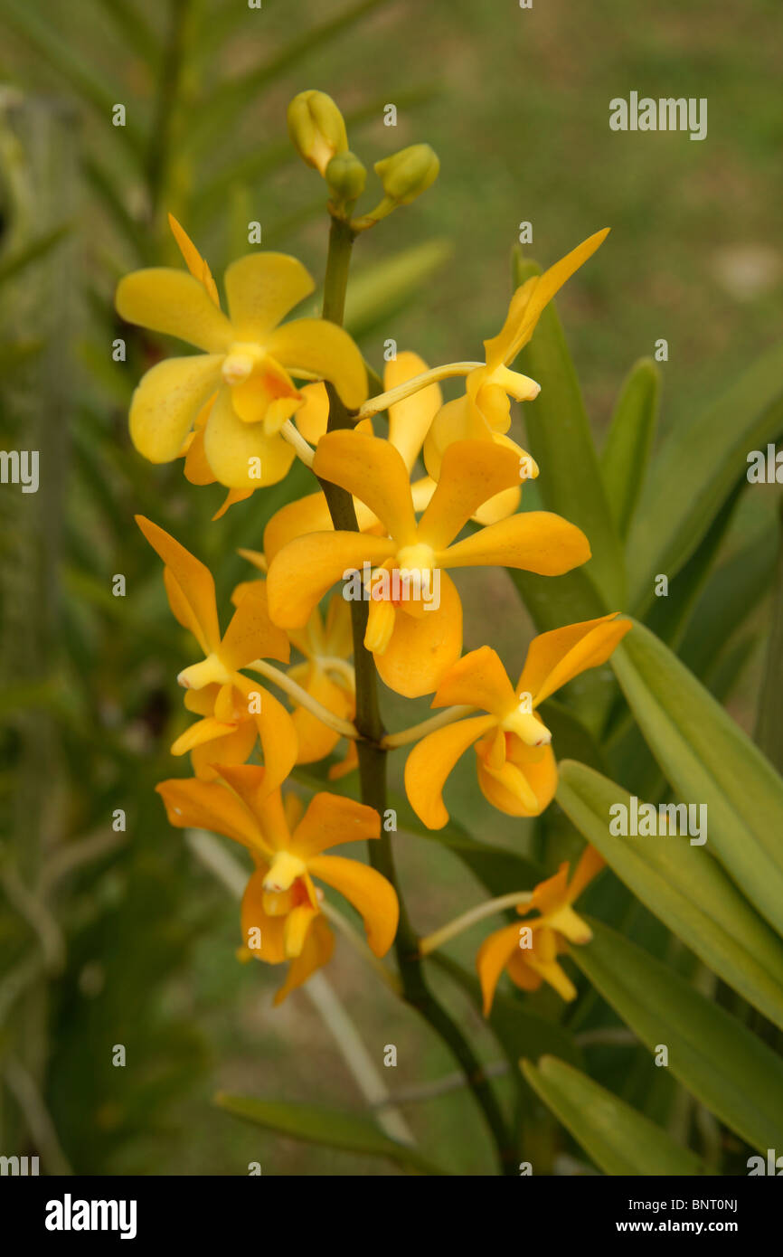 Orchids of high-mountainous Borneo. Exotic natural flowers of Borneo ...