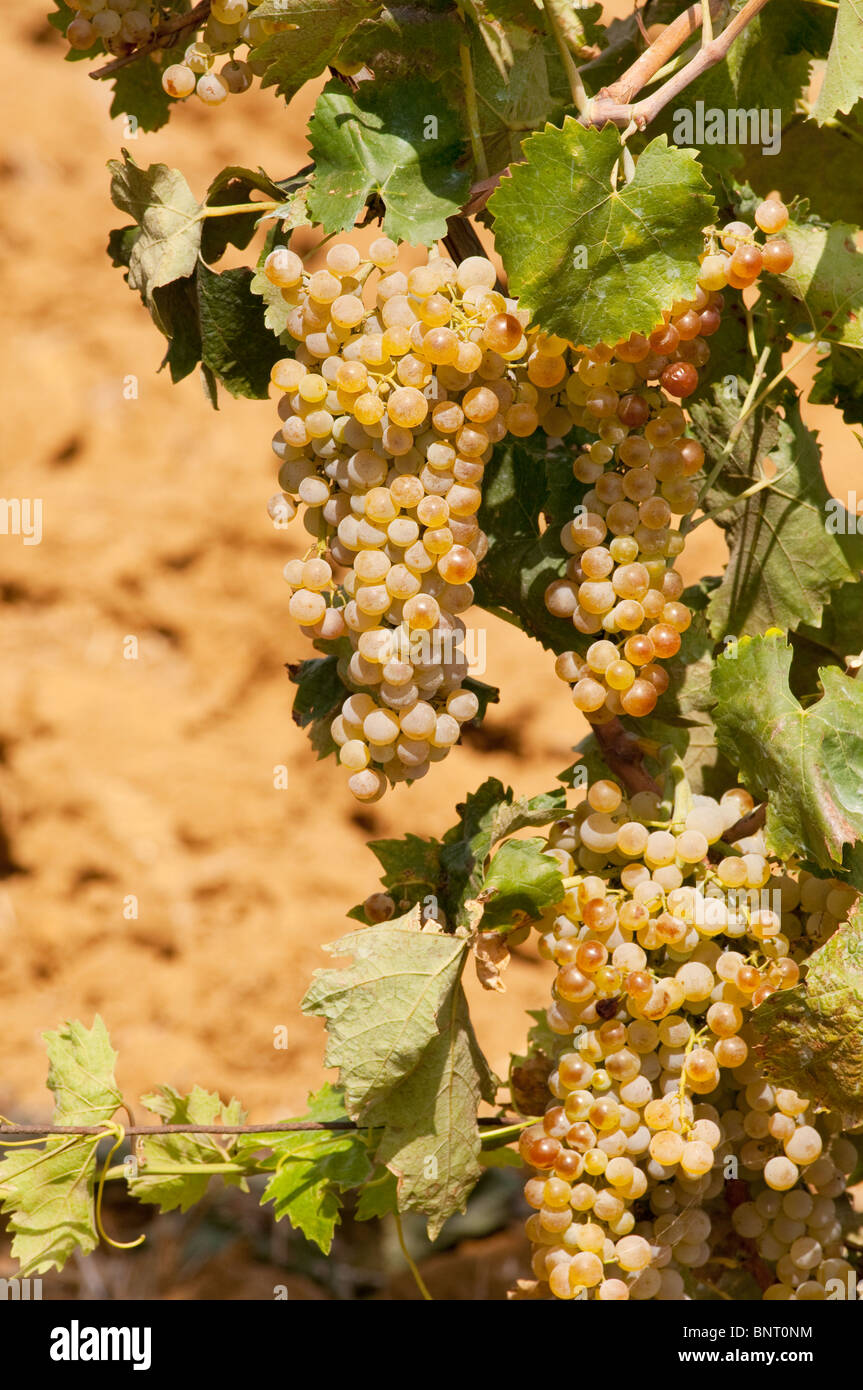 Sweet white grapes hi-res stock photography and images - Alamy