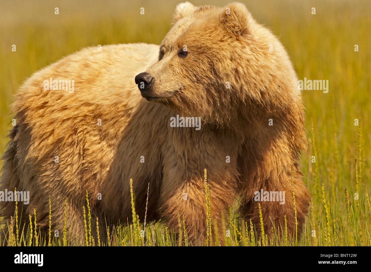 Golden_bear hi-res stock photography and images - Alamy