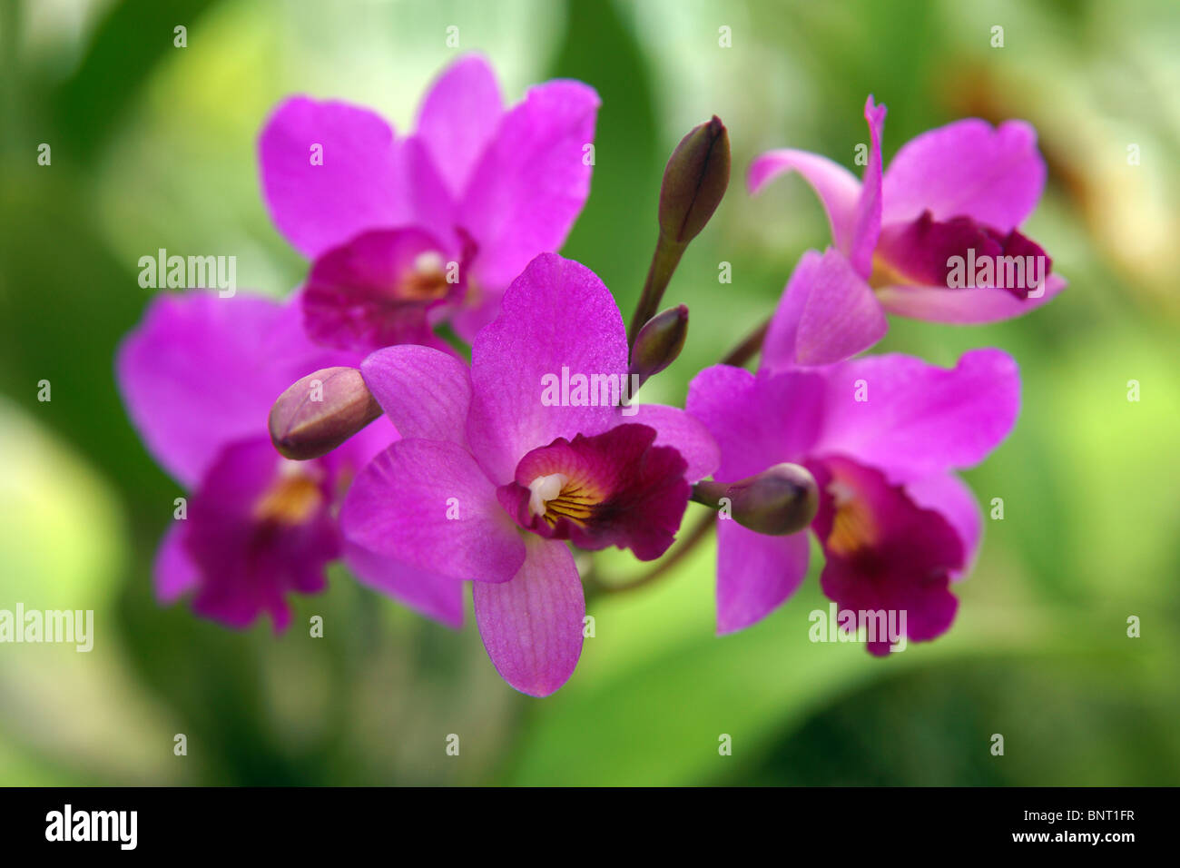 Orchids of high-mountainous Borneo. Exotic natural flowers of Borneo ...