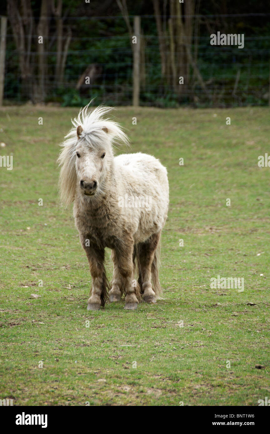 Peaceful pony hi-res stock photography and images - Alamy