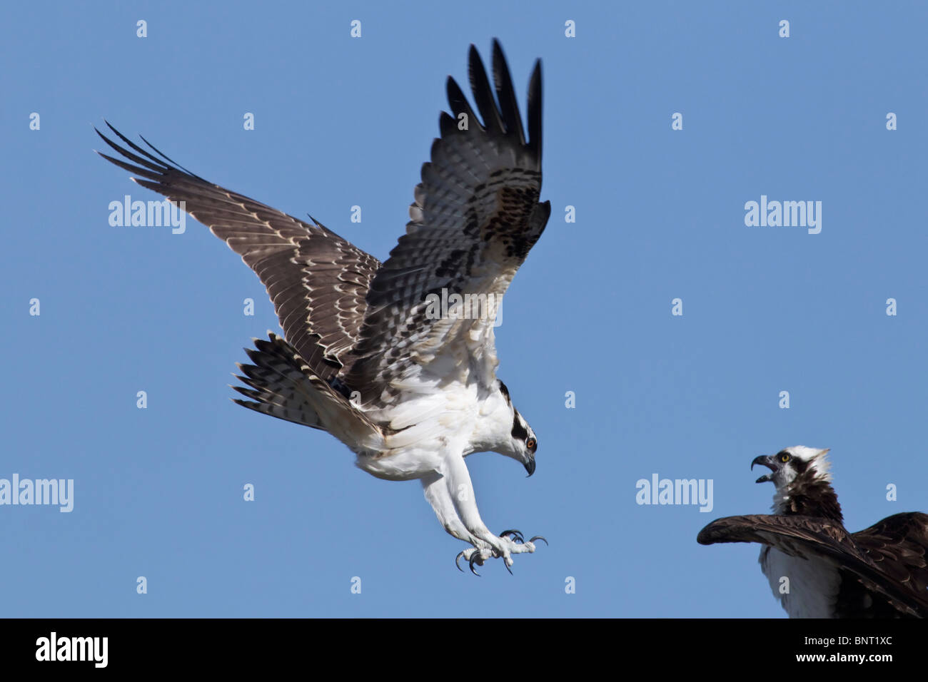 A young fledgling Osprey landing back at nest site Stock Photo - Alamy