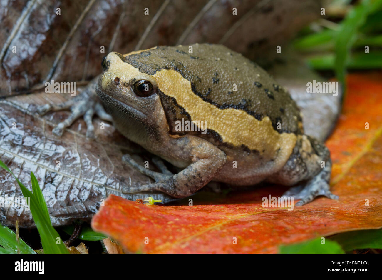ASIAN PAINTED or BANDED BULLFROG (Kaloula pulchra) Krabi, Thailand ...