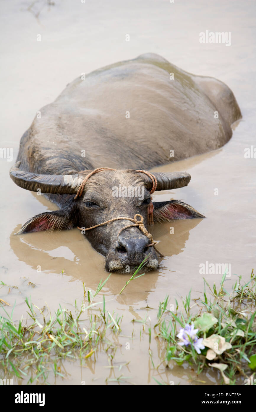 A water buffalo in the Lijiang River Stock Photo - Alamy