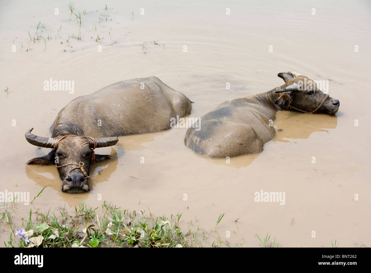 Two water buffalo in the Lijiang River Stock Photo - Alamy