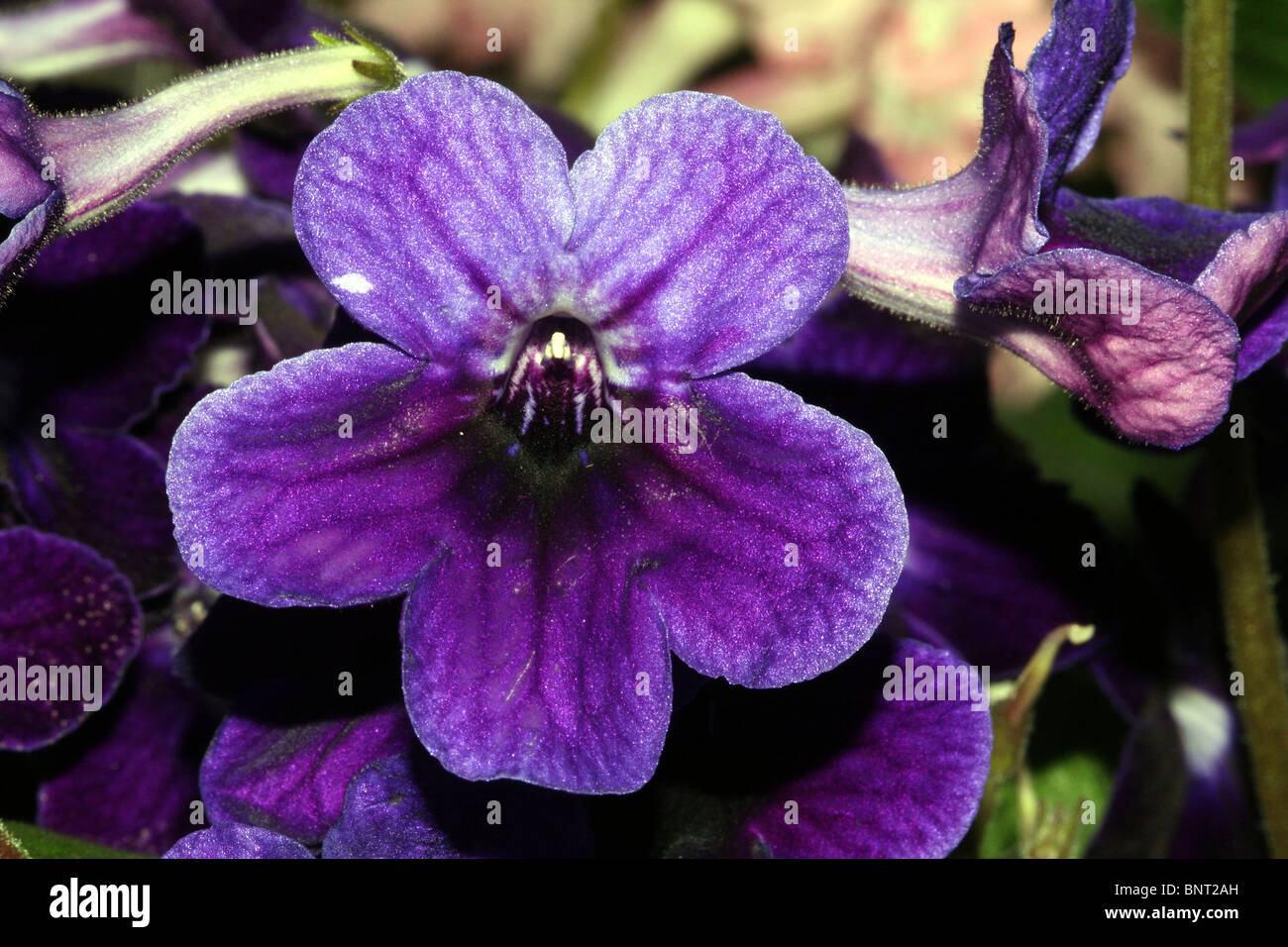 Streptocarpus Flower Family Gesneriaceae aka Cape Primrose Stock Photo ...