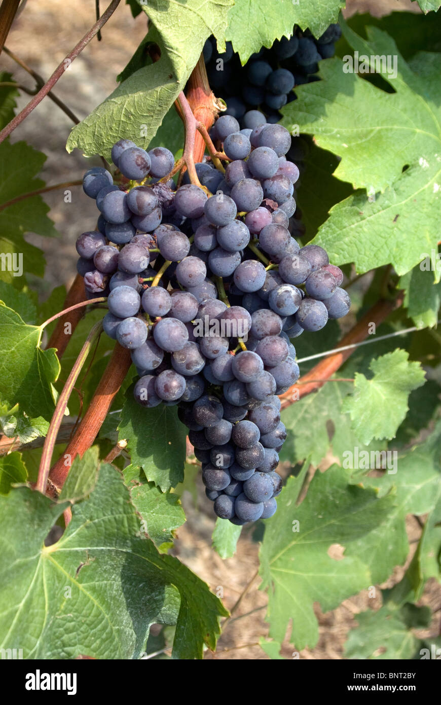 Nebbiolo grapes in Serralunga d'Alba vineyard for the production of ...