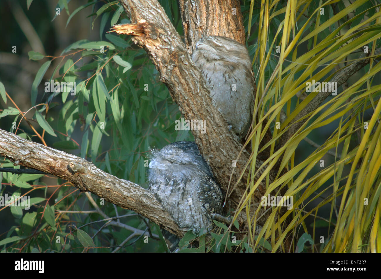 A pair of Tawny Frog Mouth Owls (1 Male and 1 Female) in a Gum Tree ...