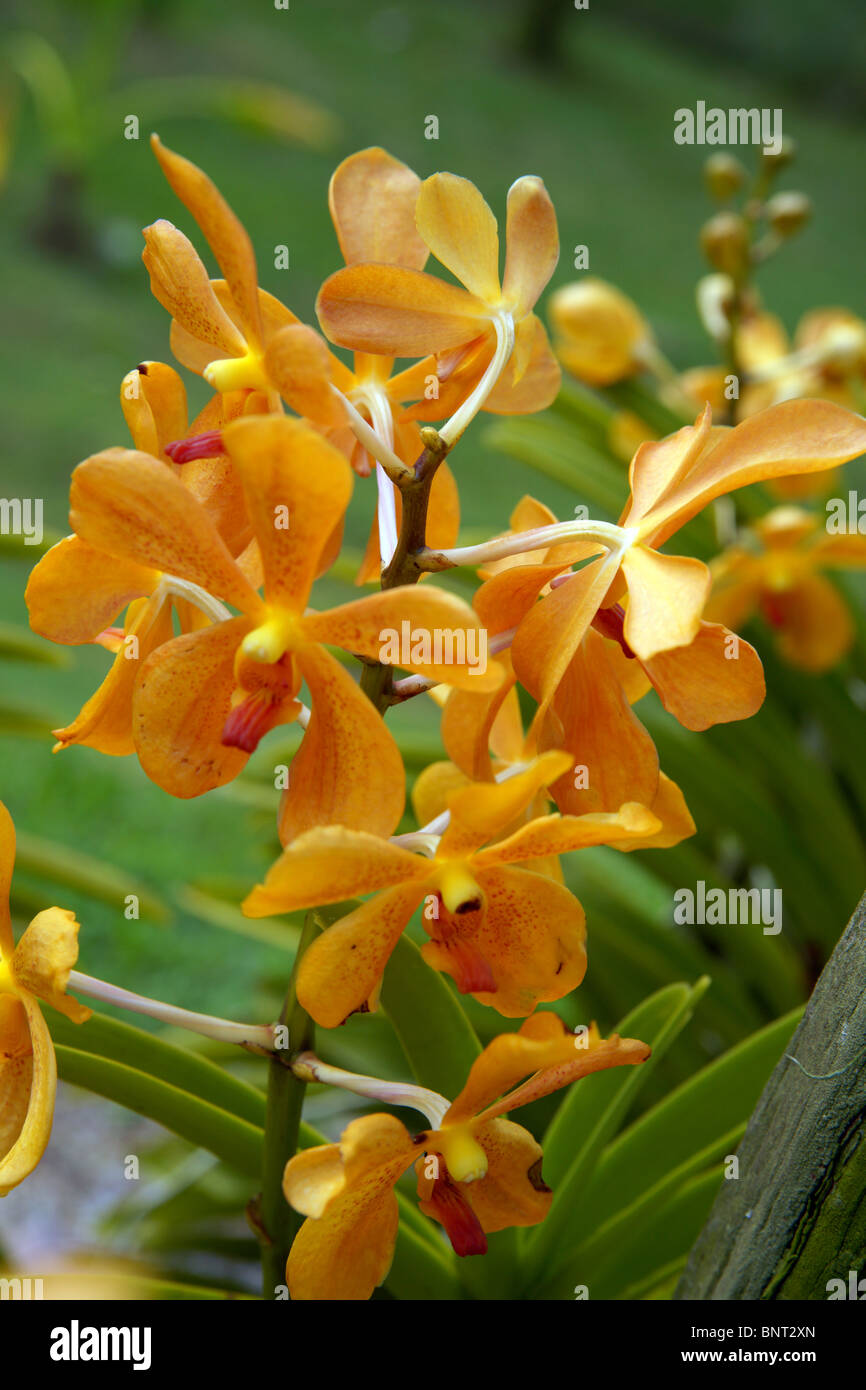 Orchids of high-mountainous Borneo. Exotic natural flowers of Borneo ...