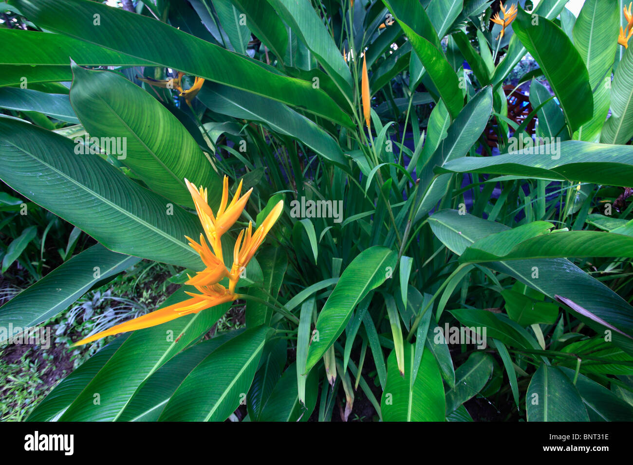 Indonesia; Java; Yogyakarta; tropical flower, vegetation Stock Photo ...