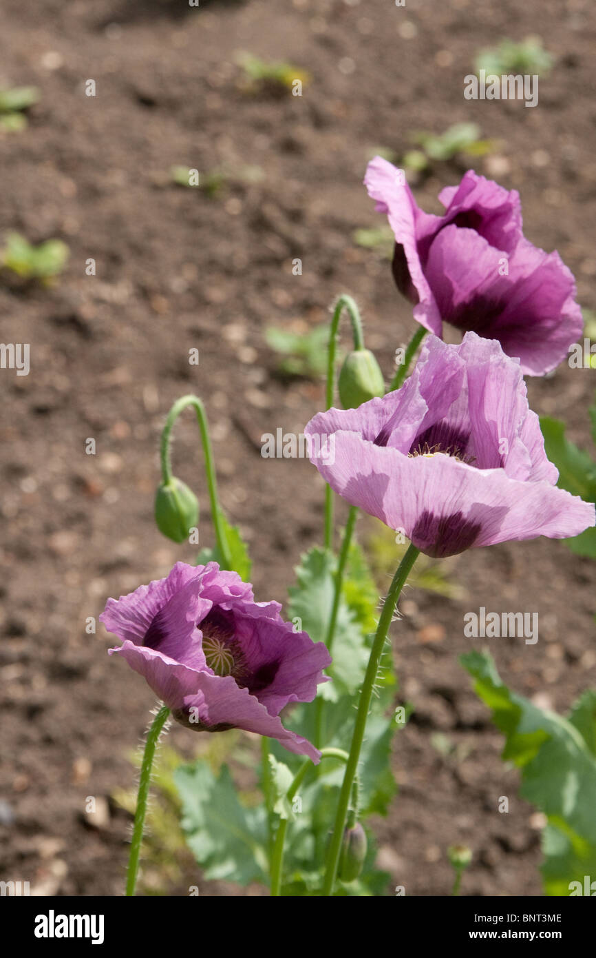 [Opium Poppy] "Kelmarsh Hall" Gardens,Flowers Flower Bloom Blooms opium ...