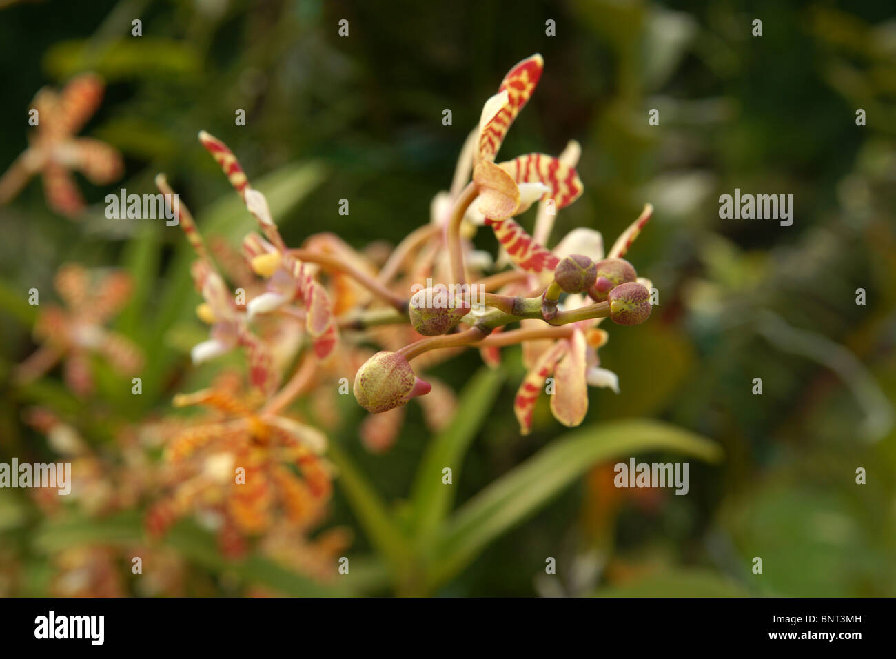 Orchids of high-mountainous Borneo. Exotic natural flowers of Borneo ...