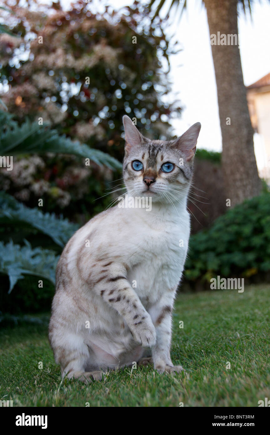 A Bengal cat Stock Photo - Alamy