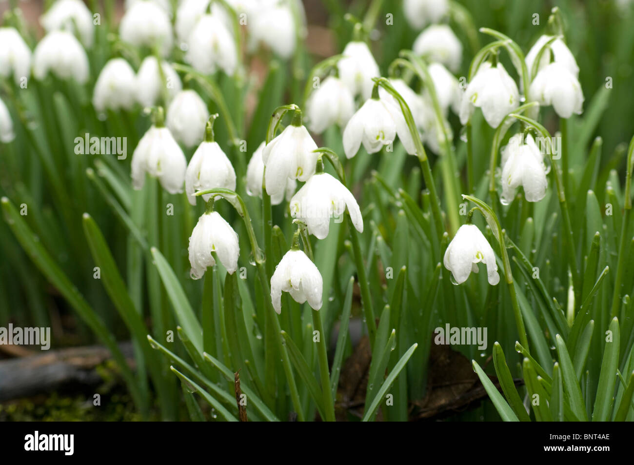 Snowdrops hi-res stock photography and images - Alamy