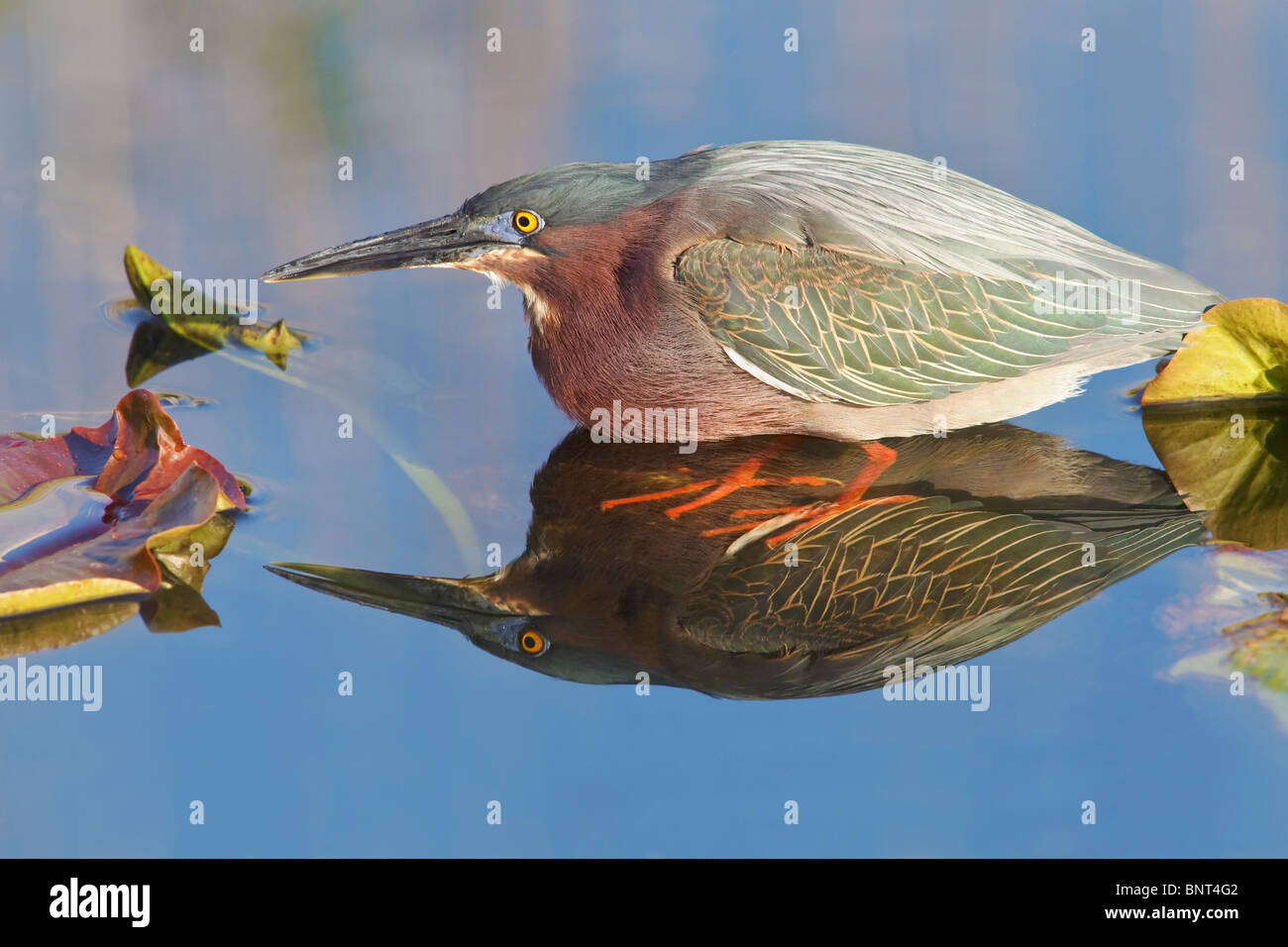 An adult Green Heron motionless whilst fishing Stock Photo - Alamy