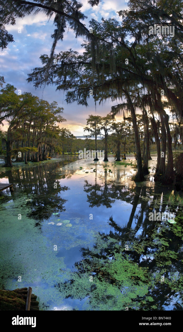 Swamp cypress tree hi-res stock photography and images - Alamy