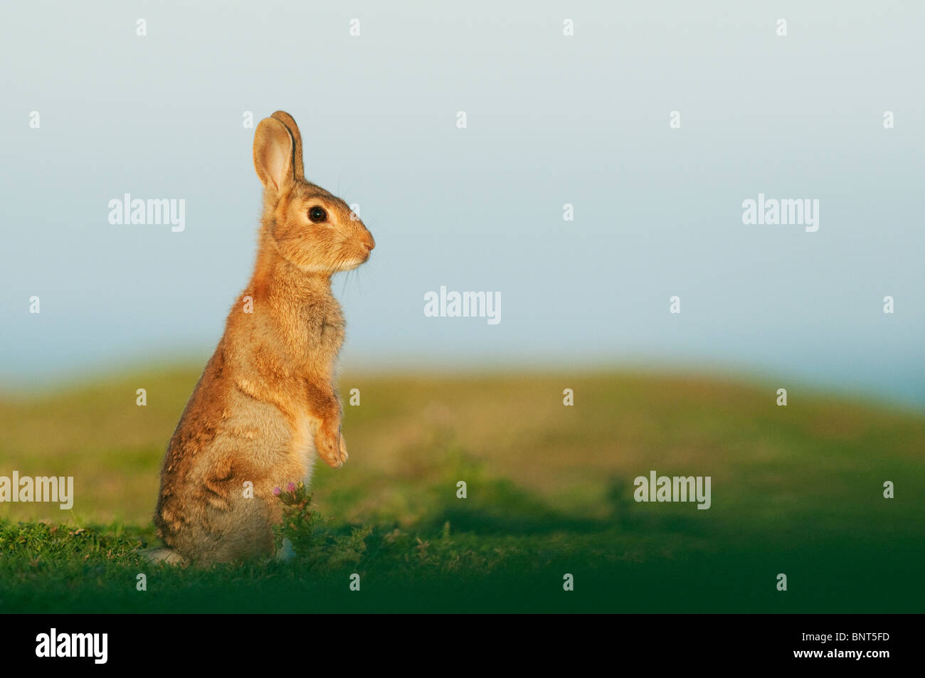 European Rabbit (Oryctolagus cuniculus), Kent, England, summer Stock ...