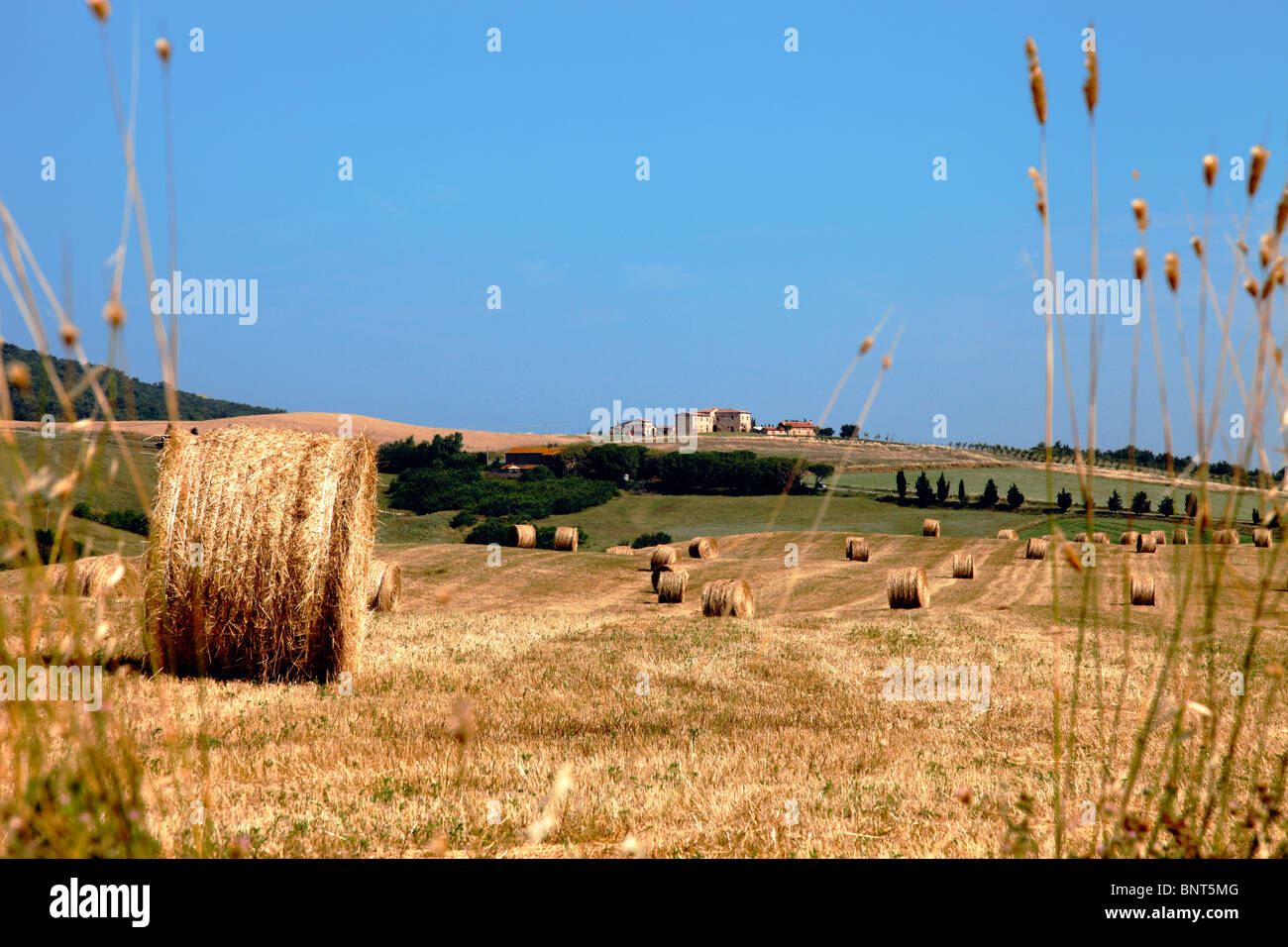 Tuscany harvest near Pienza Italy Stock Photo - Alamy