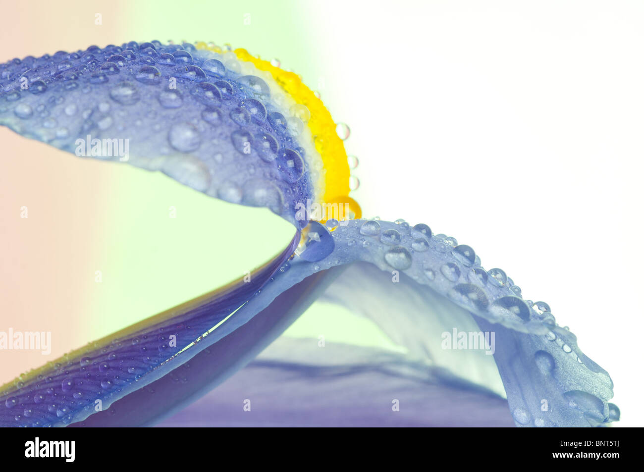 Red dutch iris hi-res stock photography and images - Alamy