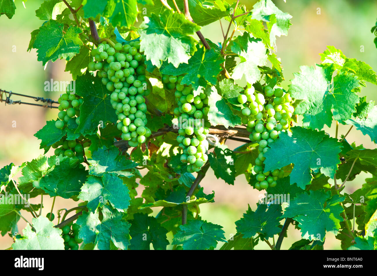 Vidal grapes hi-res stock photography and images - Alamy