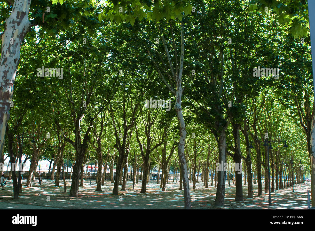 Shaded by plane trees hi-res stock photography and images - Alamy