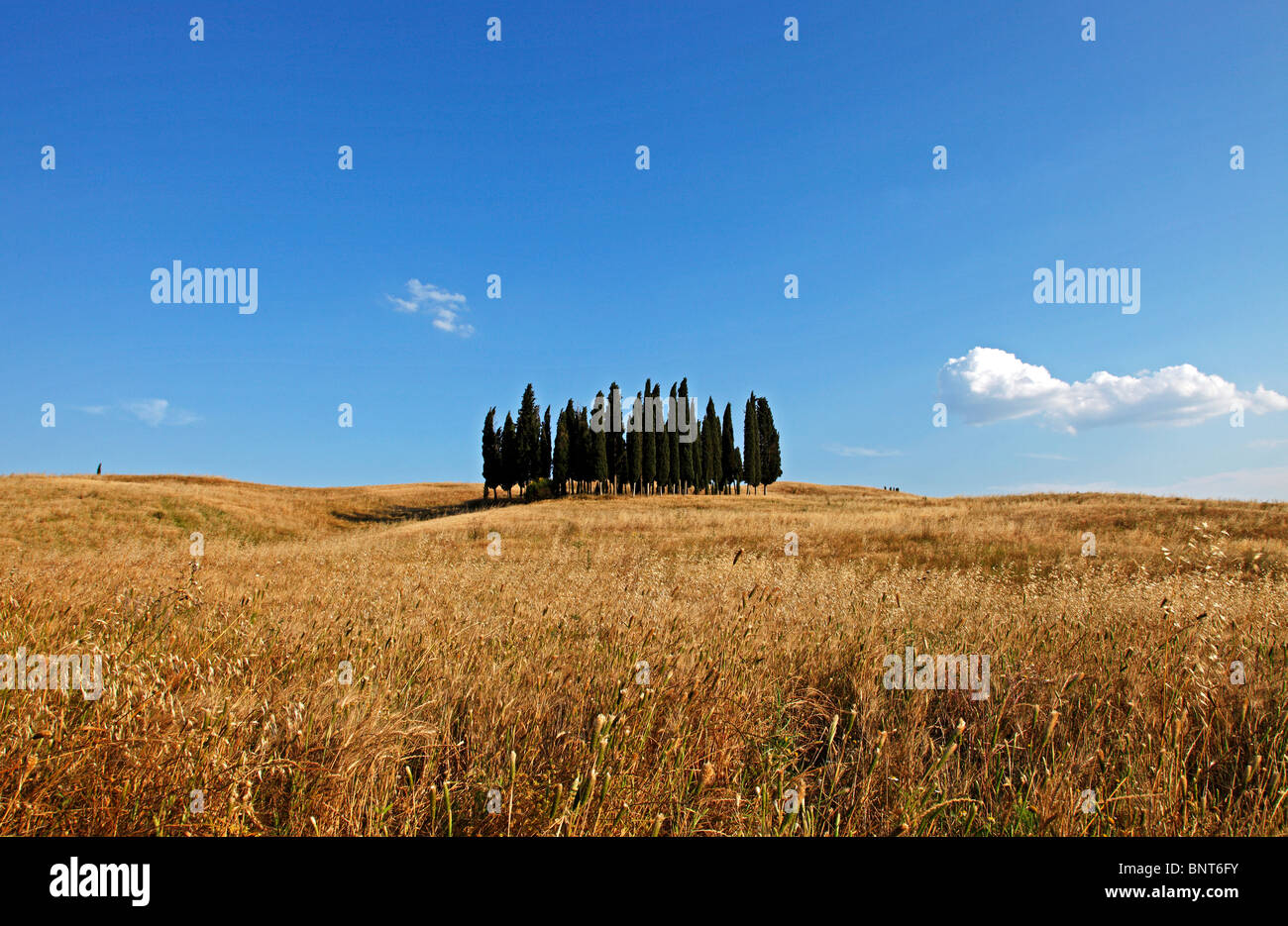 Italy, tuscany, cypress trees on hill hi-res stock photography and ...