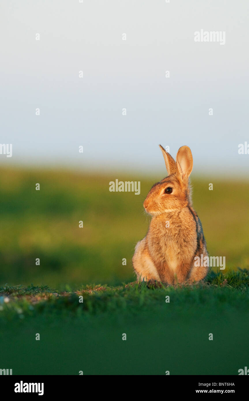 European Rabbit (Oryctolagus cuniculus), Kent, England, summer Stock ...