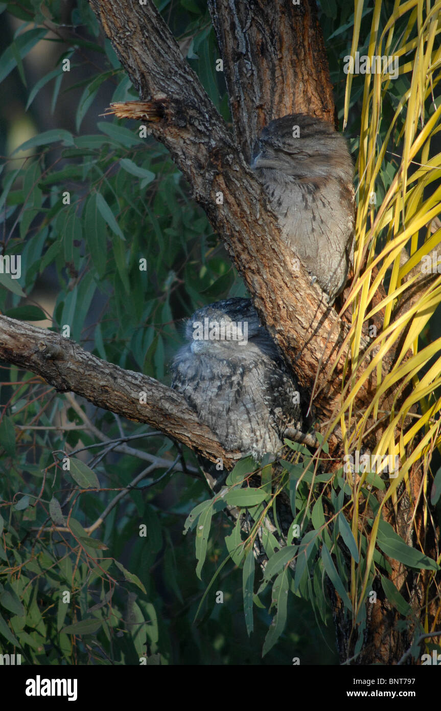 Australian owls hi-res stock photography and images - Alamy