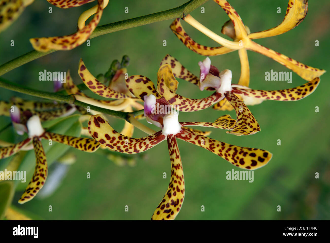 Orchids of high-mountainous Borneo. Exotic natural flowers of Borneo ...