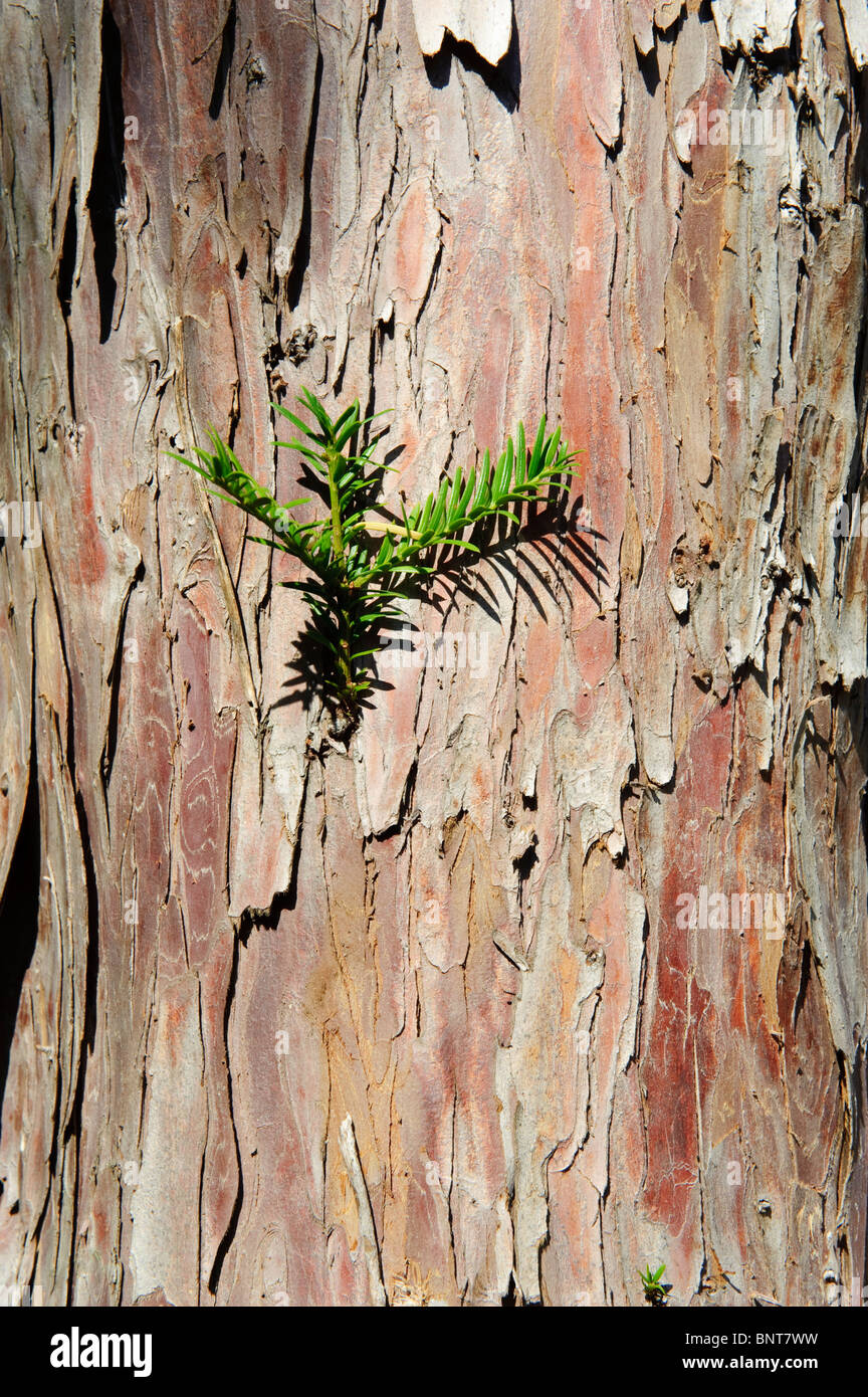 Rough fir hi-res stock photography and images - Alamy