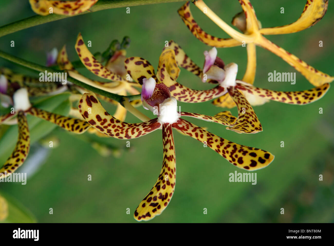 Orchids of high-mountainous Borneo. Exotic natural flowers of Borneo ...