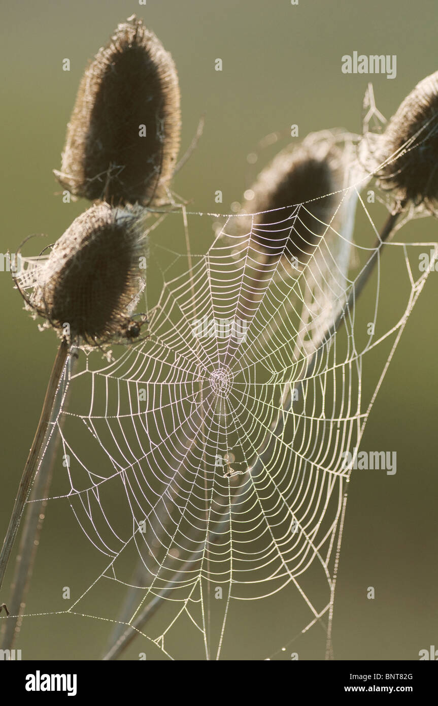 Common teasel hi-res stock photography and images - Alamy