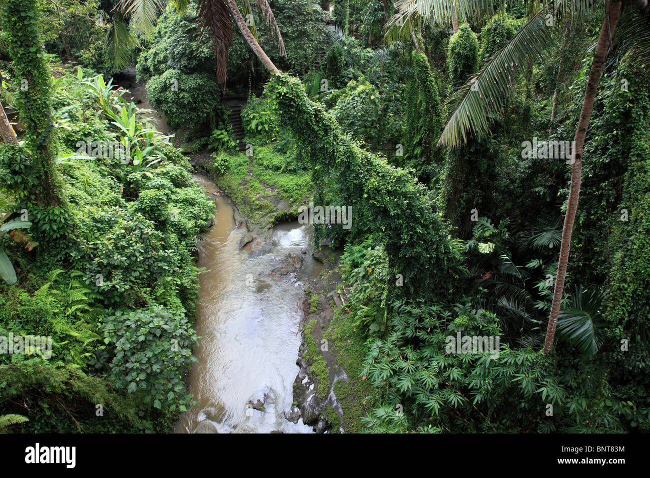 Indonesia, Bali, Ubud, rain forest, lush tropical vegetation Stock ...