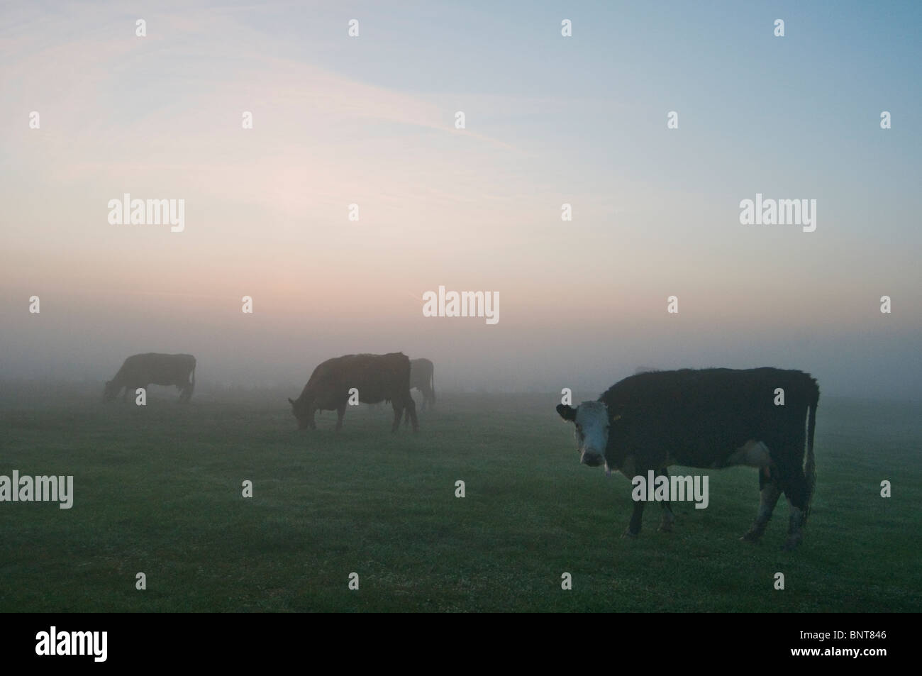 Cattle on grazing marsh in dawn mist, Elmley Marshes, Kent, UK Stock ...