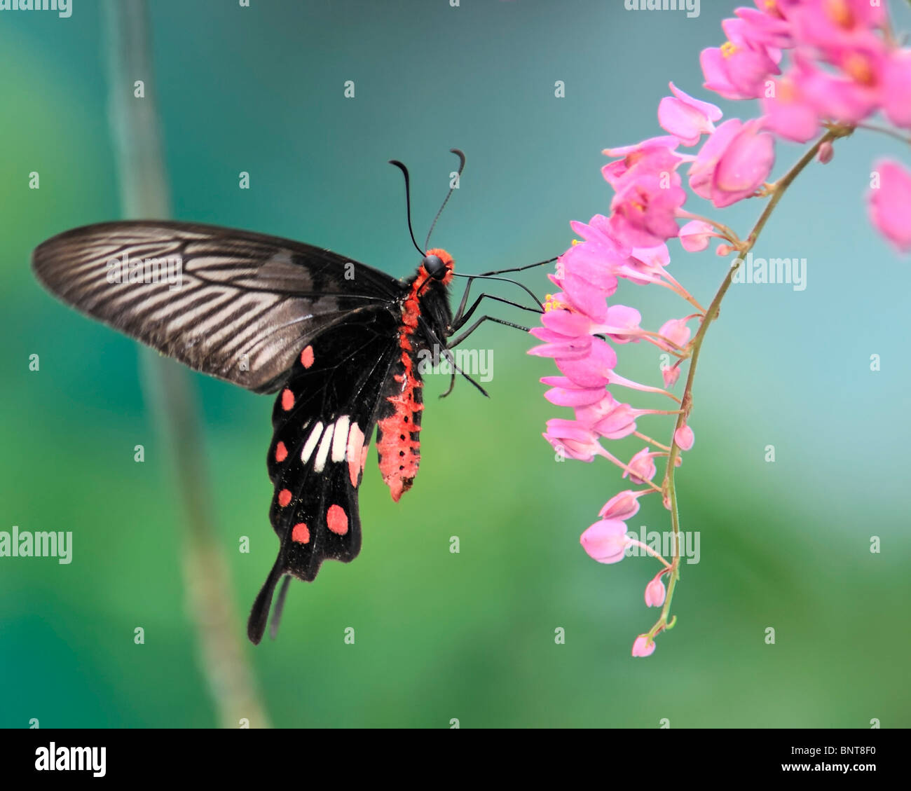Common Rose Butterfly