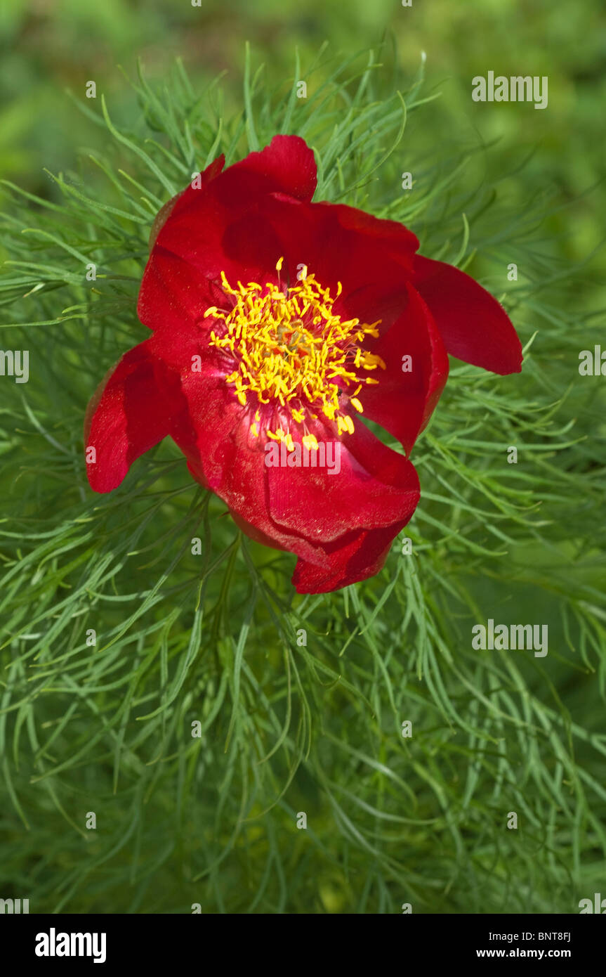 Fern Leaf Peony (Paeonia tenuifolia), flowering Stock Photo - Alamy