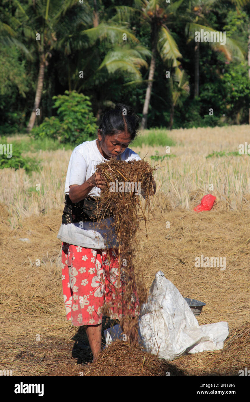 Indonesia, Bali, Ubud, farmer working in a rice field Stock Photo - Alamy