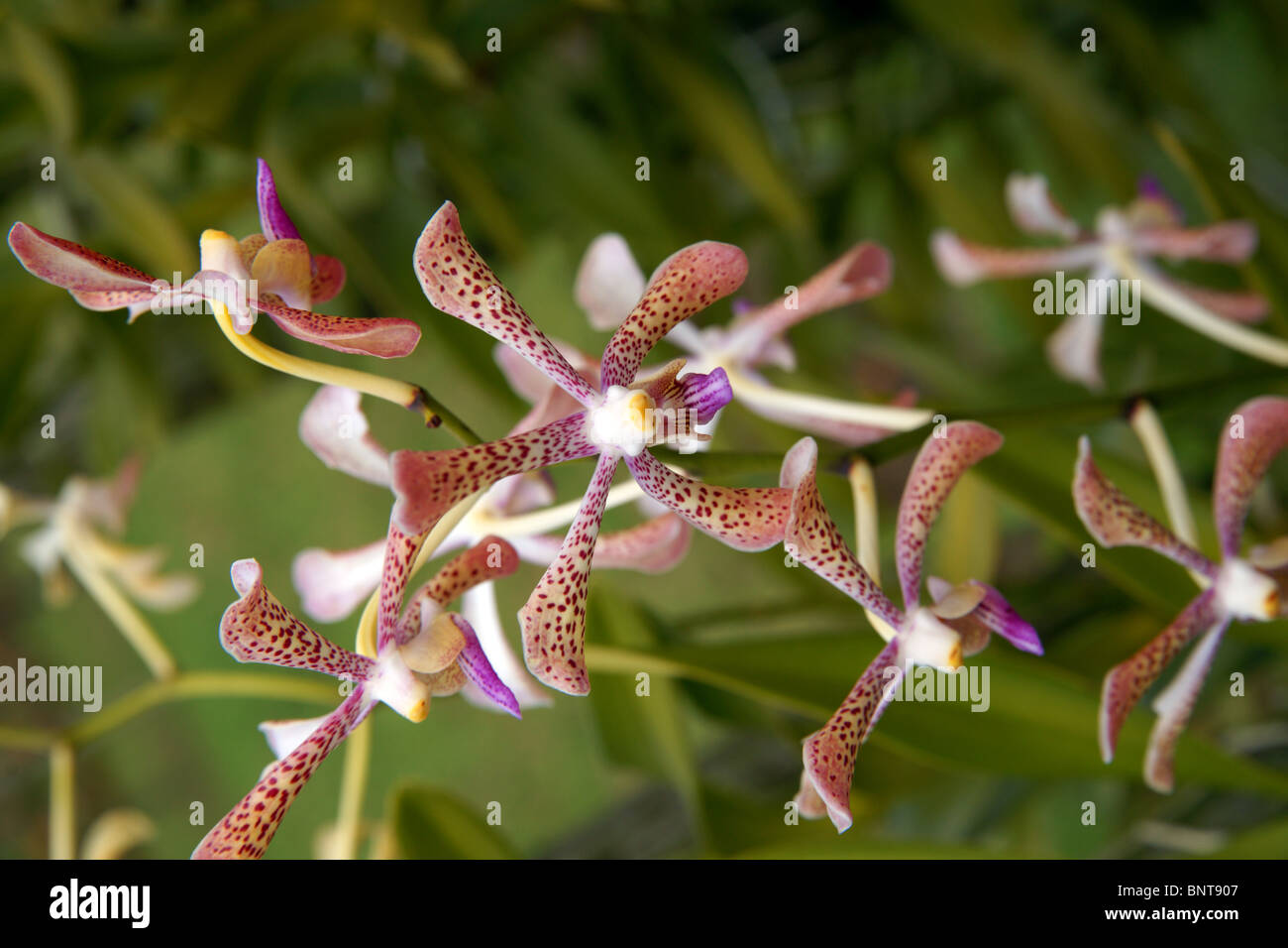 Orchids of high-mountainous Borneo. Exotic natural flowers of Borneo ...