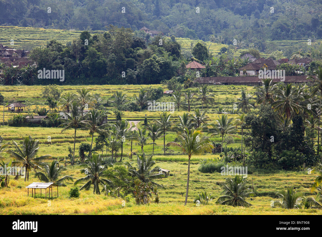Indonesia, Bali, Jatiluwih, rice fields, farmland, landscape Stock ...