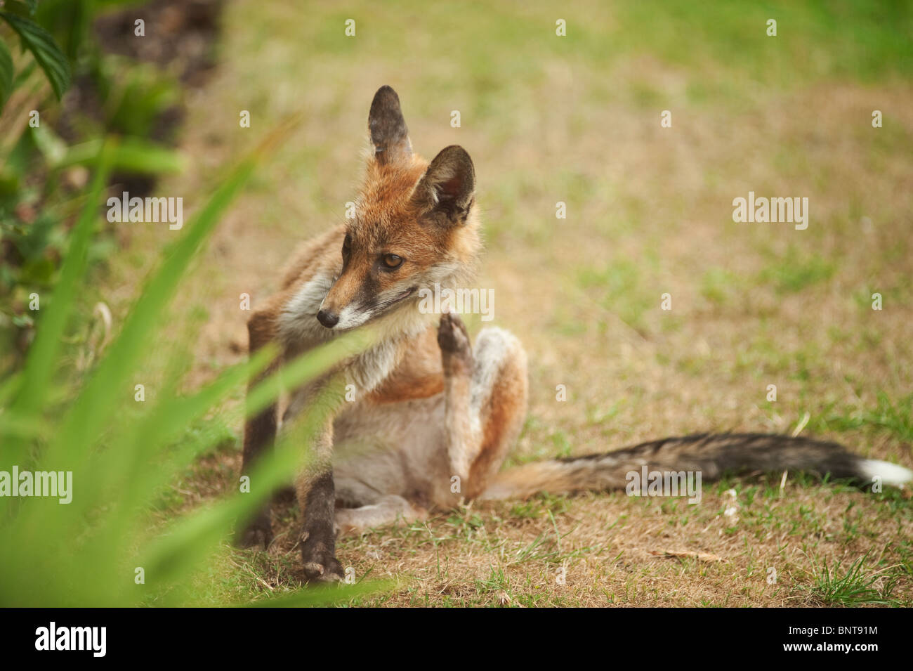 Suburban red fox hi-res stock photography and images - Alamy
