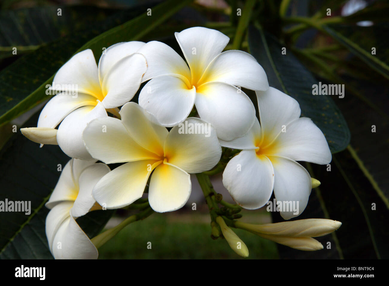 Orchids of high-mountainous Borneo. Exotic natural flowers of Borneo ...