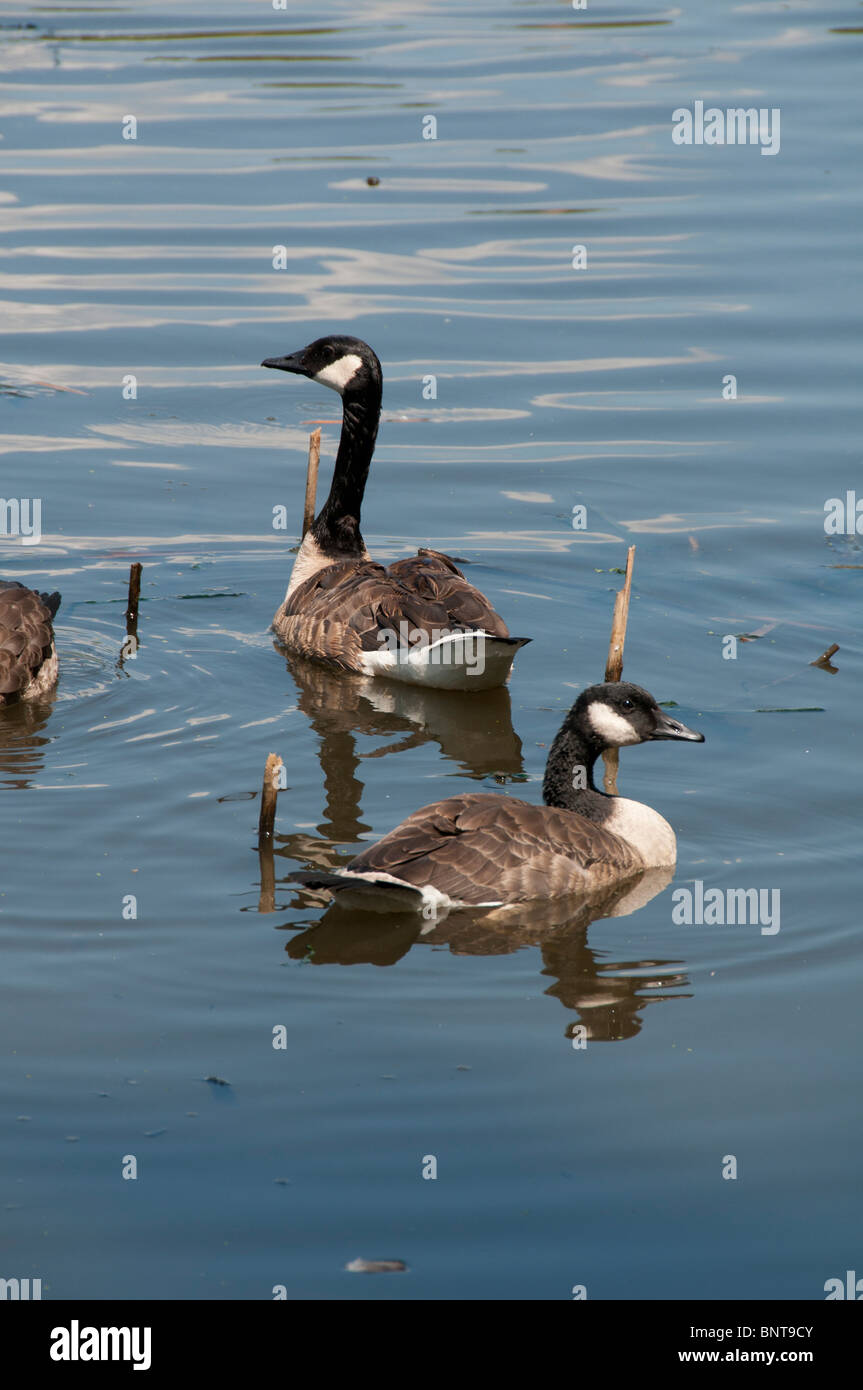 Pond resident hi-res stock photography and images - Alamy