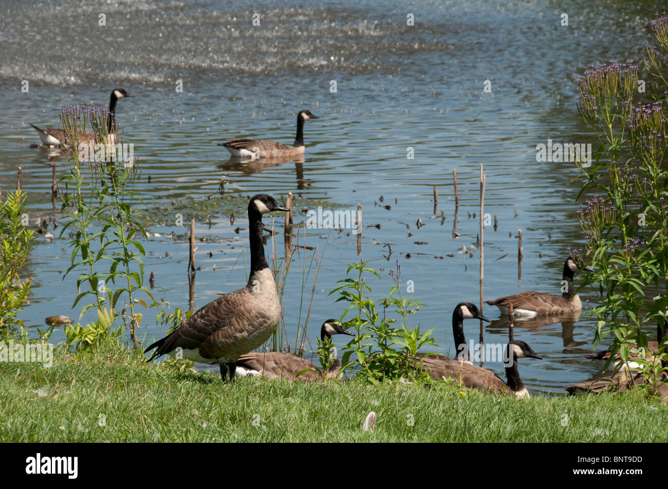 Flock of canada geese swimming hi-res stock photography and images - Alamy