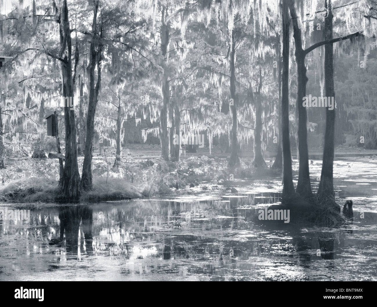 Swamp cypress tree hi-res stock photography and images - Alamy