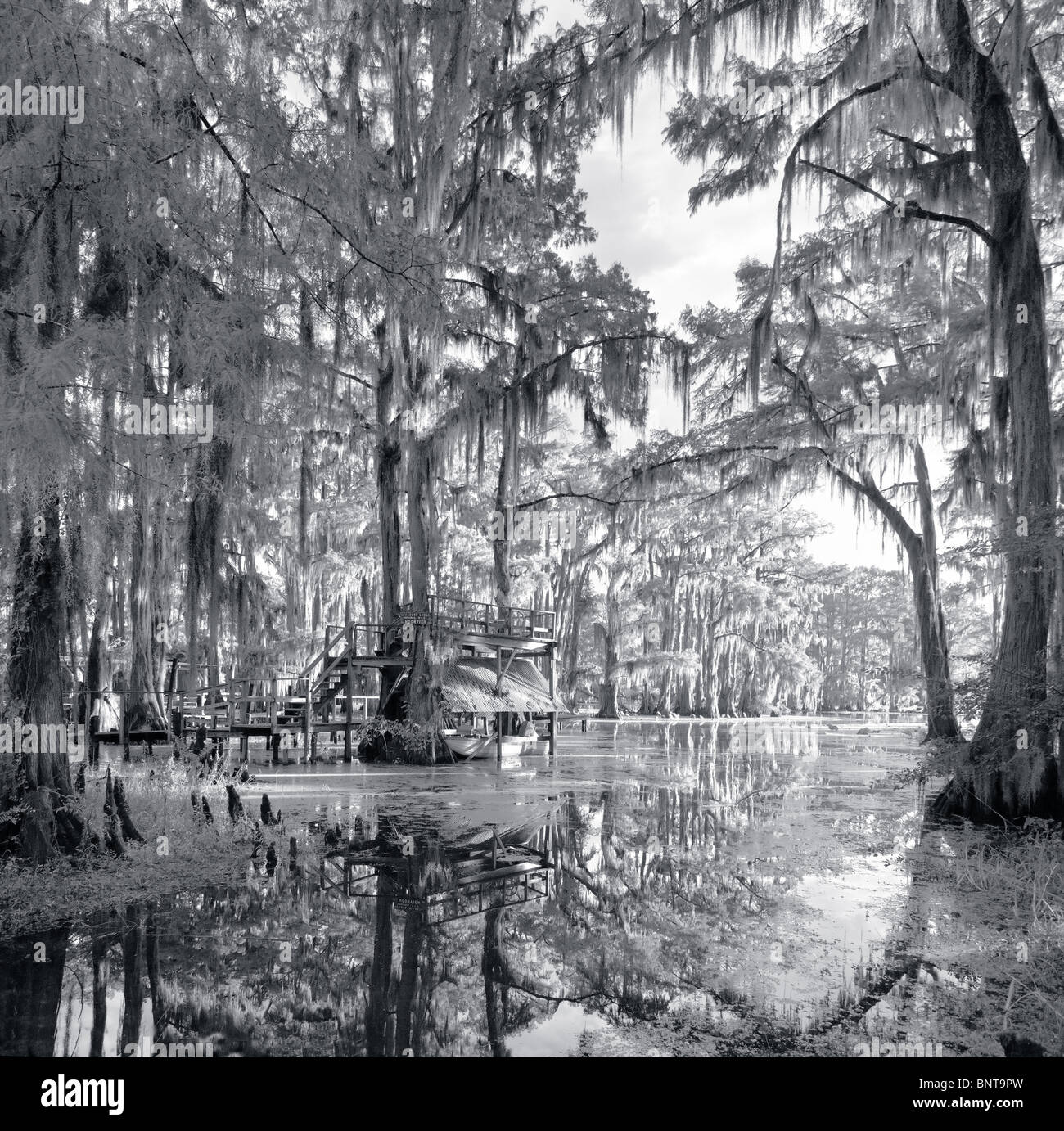 Underwater forest cypress hi-res stock photography and images - Alamy
