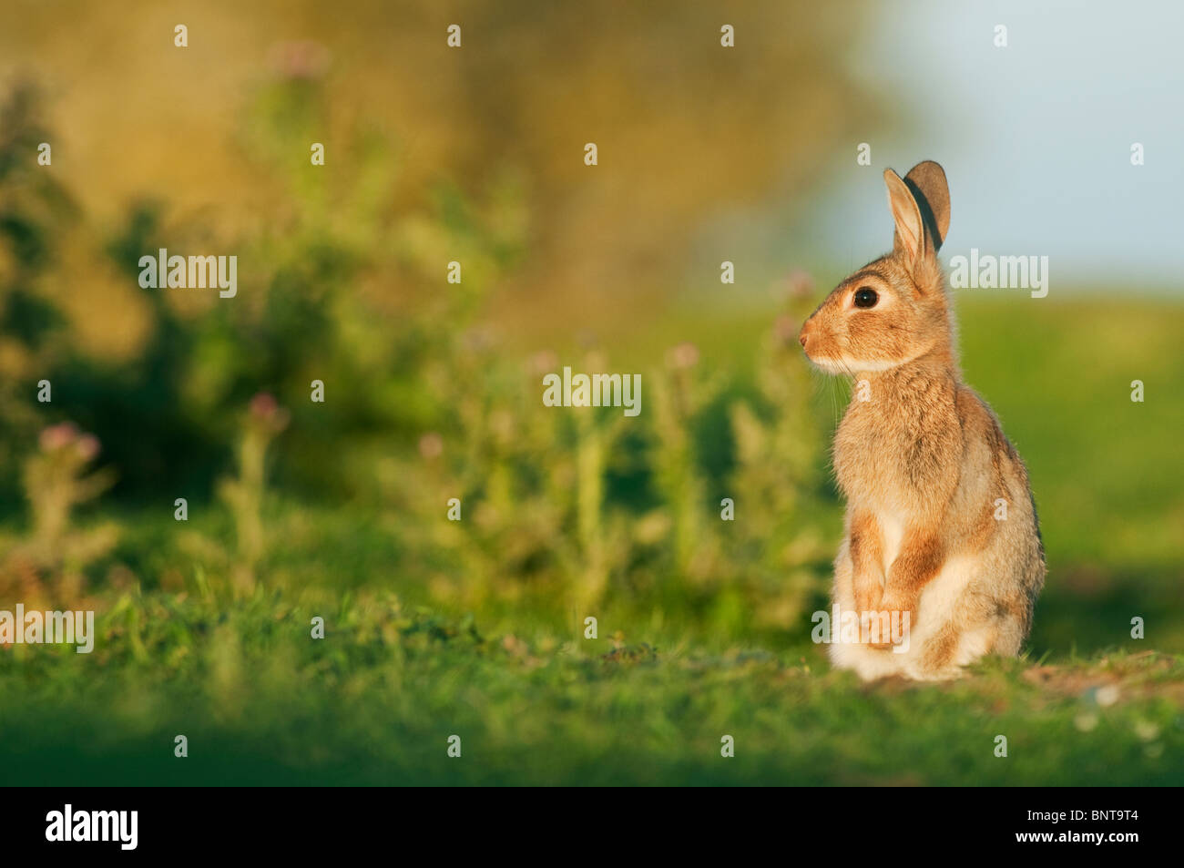 European Rabbit (Oryctolagus cuniculus), Kent, England, summer Stock ...