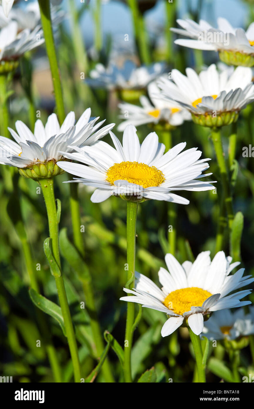 Daisies in bloom Stock Photo - Alamy
